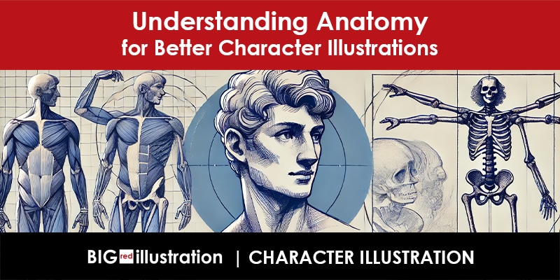 Understanding Anatomy for Better Character Illustrations